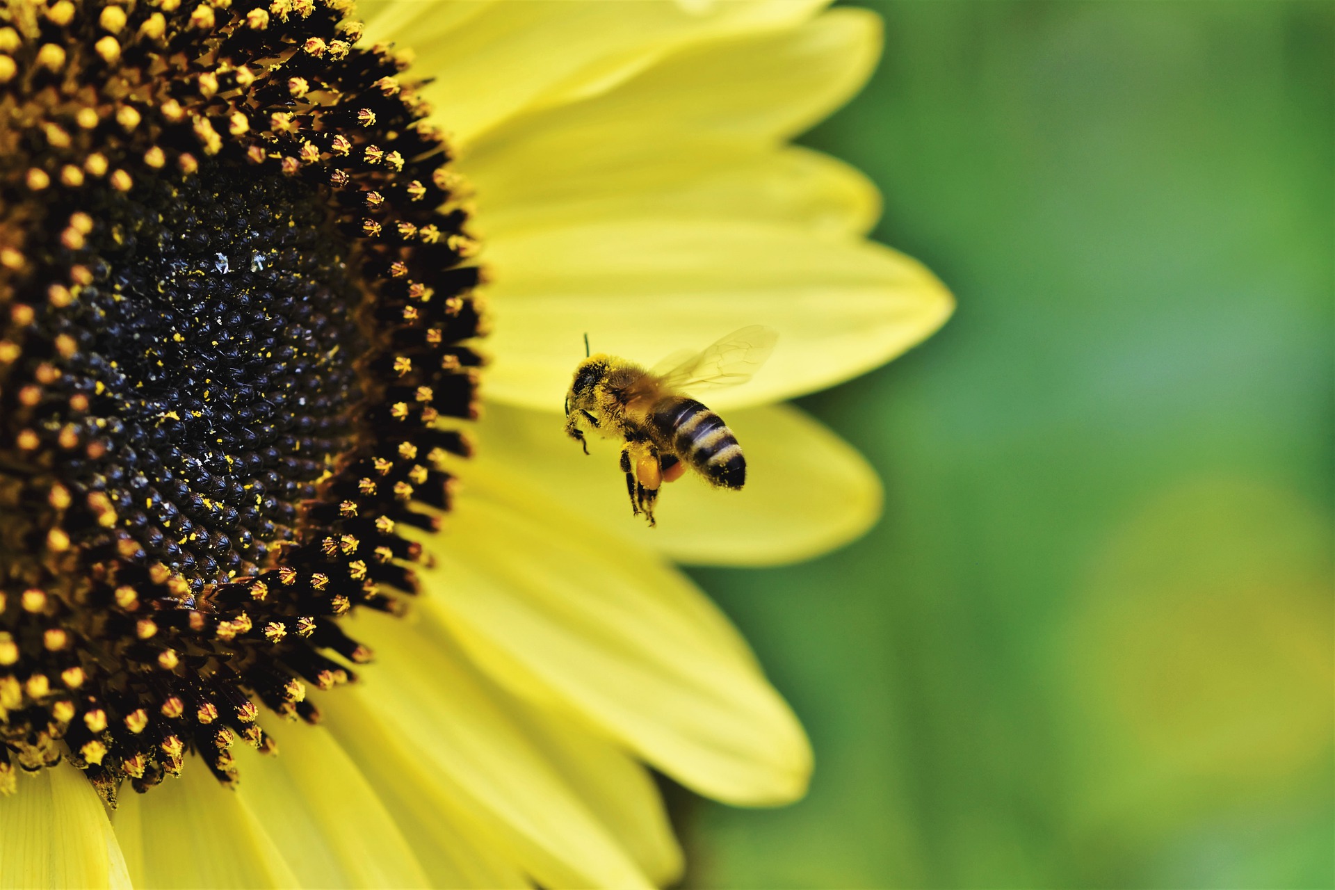 Bees Extinction: Why Are They So Important for the Planet?
