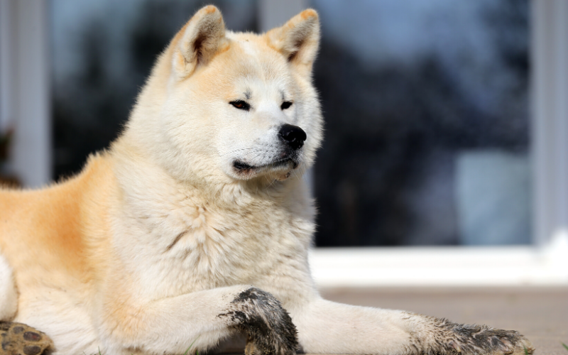 Hachiko True Story - The Most Faithful Dog in the World