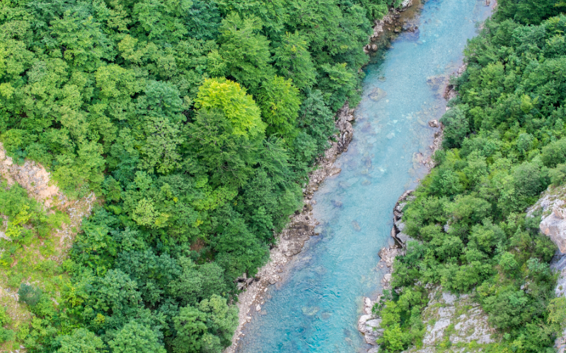 Surviving Fires: Nature Does It Better than Humans