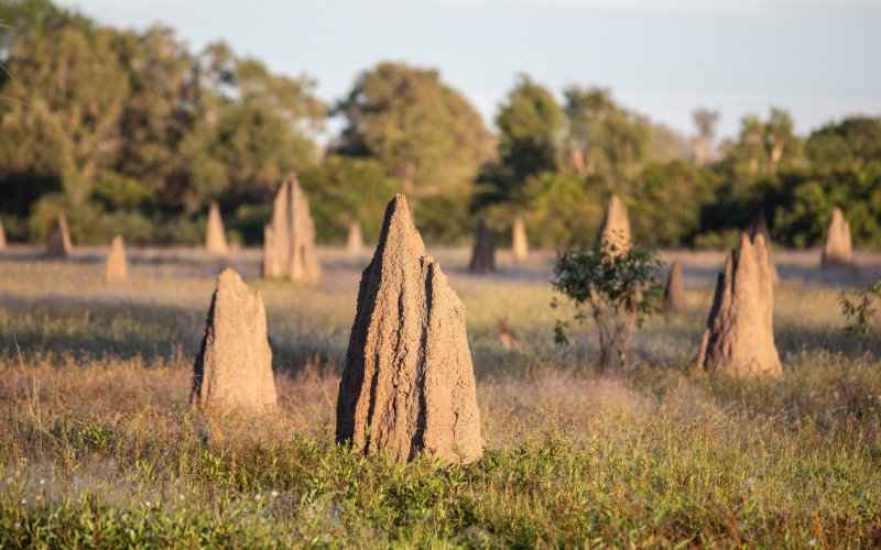 Termites Built Their Own Underground City Over the Centuries