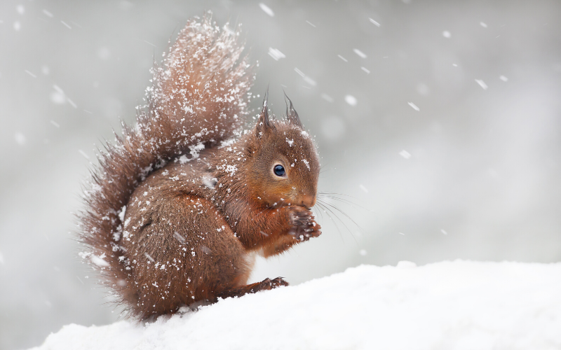Help Wildlife Animals Get Through the Winter With These Tips
