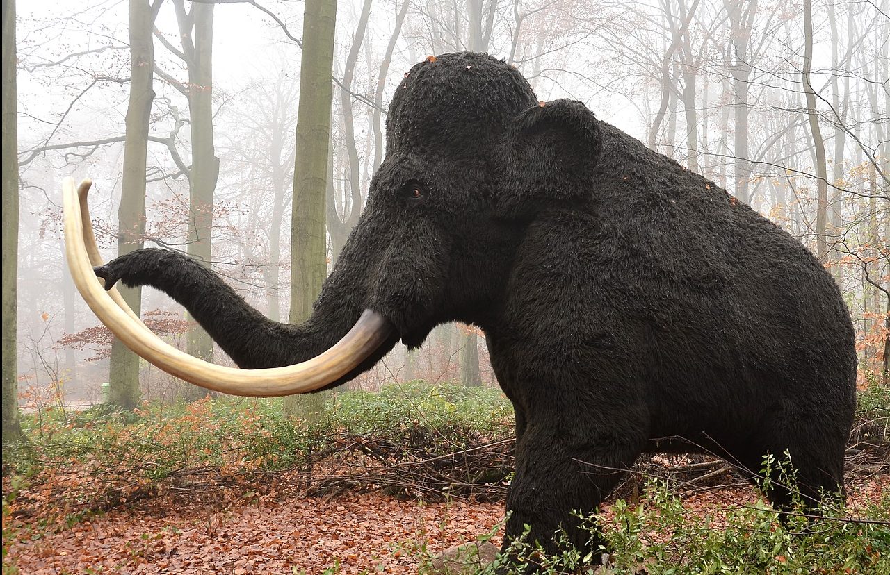 10 Animals that will go extinct within decades | NewsHub.co.uk